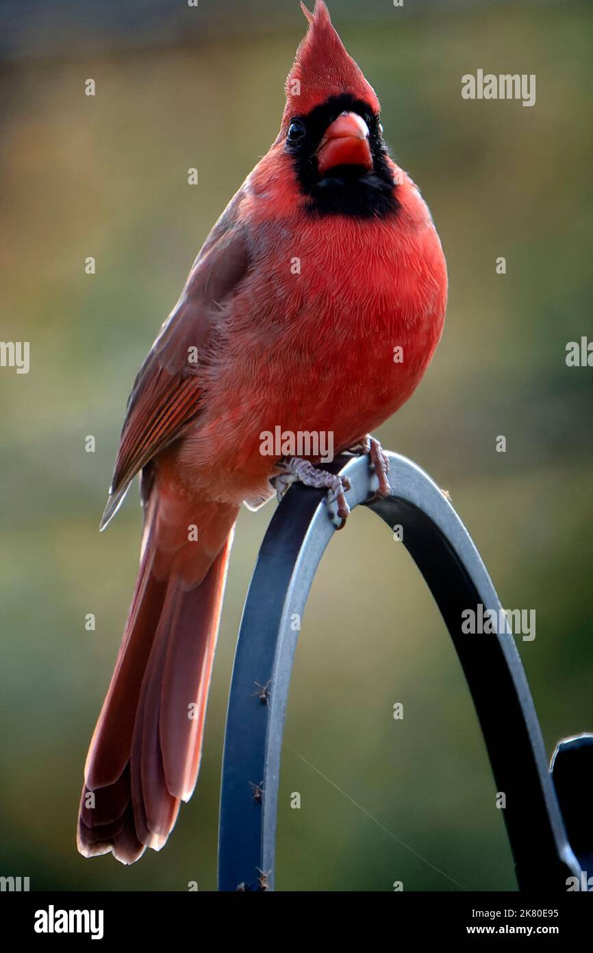Northern Cardinal on a curved perch Stock Photo - Alamy