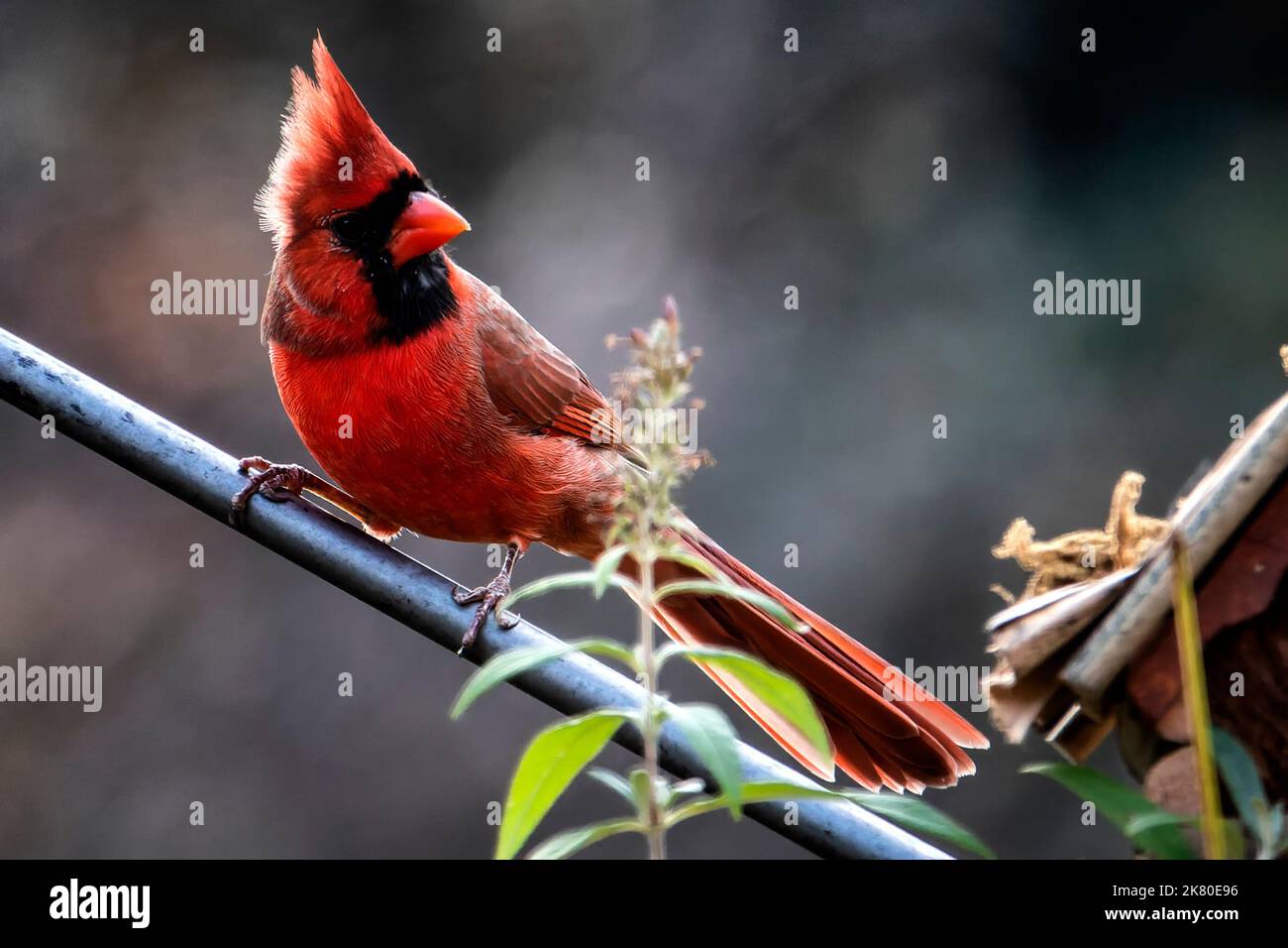 Northern Cardinal on a curved perch Stock Photo - Alamy