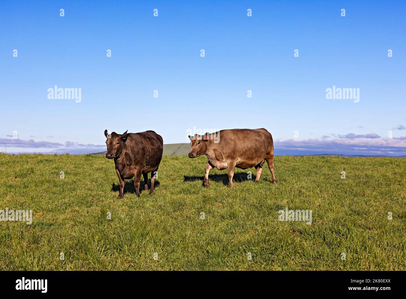 Learmonth Australia. / Sheep and Cattle graze on this lush pasture ...