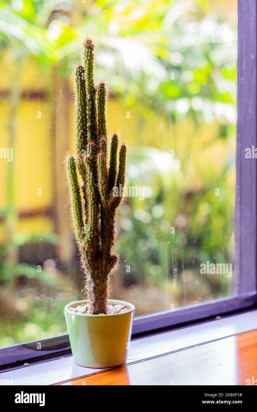 Cactus by the window Stock Photo - Alamy