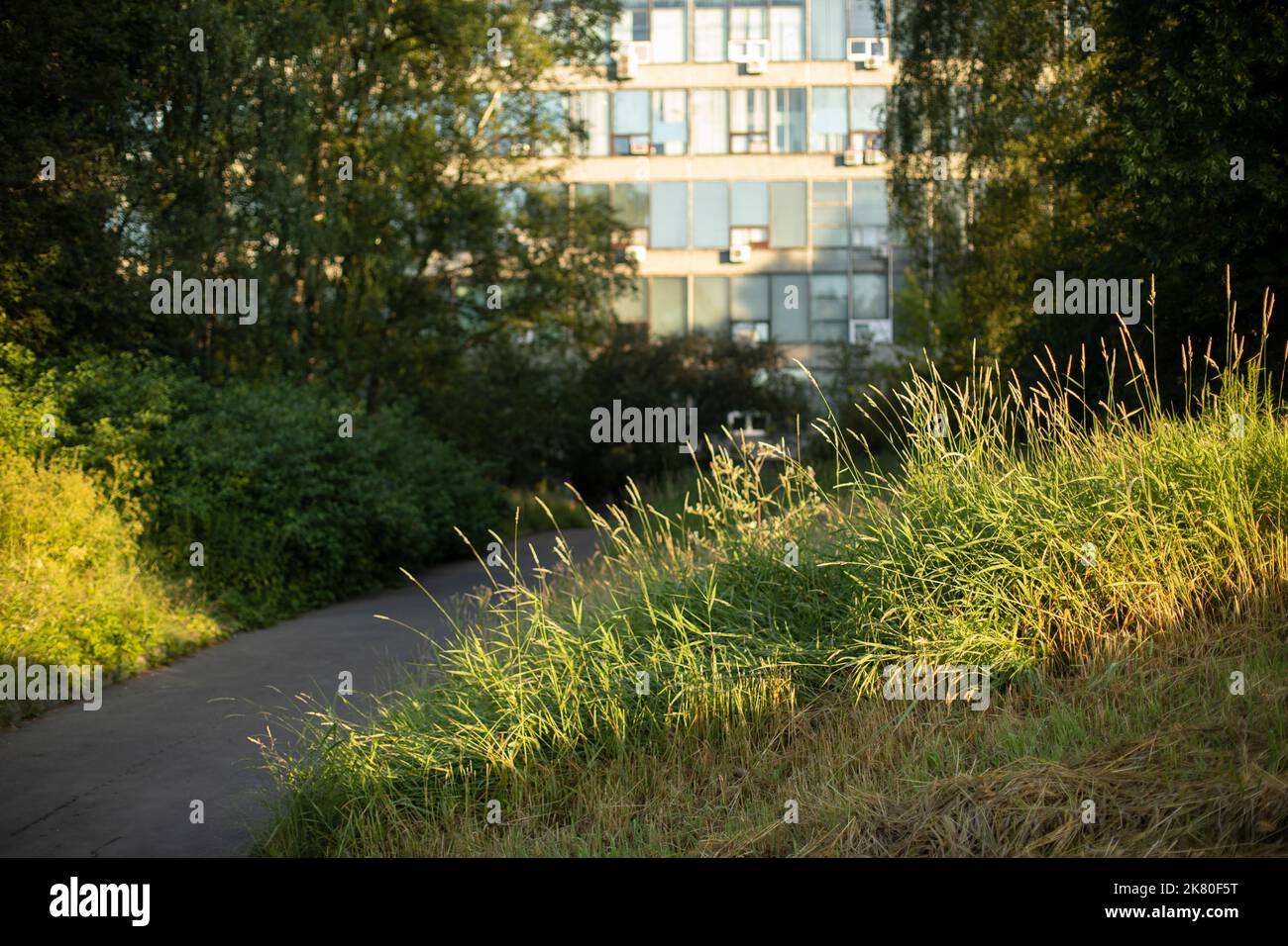 Park in city. Road to building. Unmowed grass. Overgrown lawn Stock ...