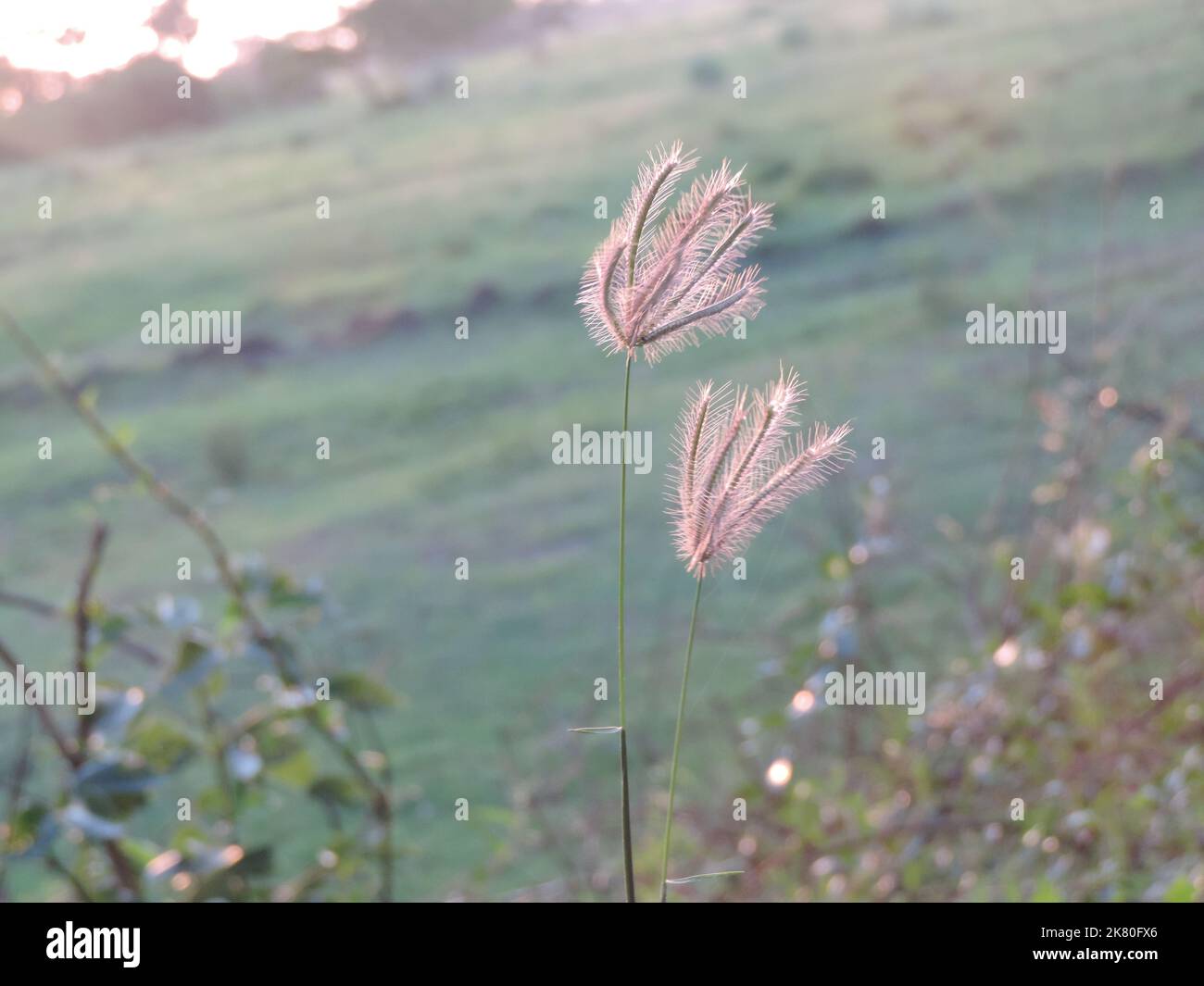 Beautiful landscape shorts in Sri Lanka Stock Photo - Alamy