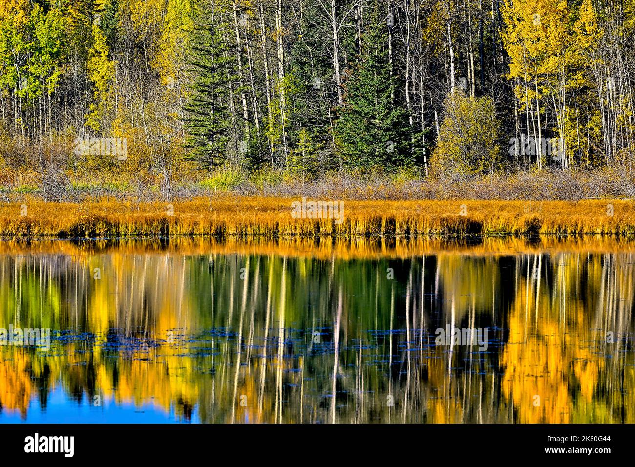 Stunning fall colored leaves and grasses around Maxwell lake in rural ...