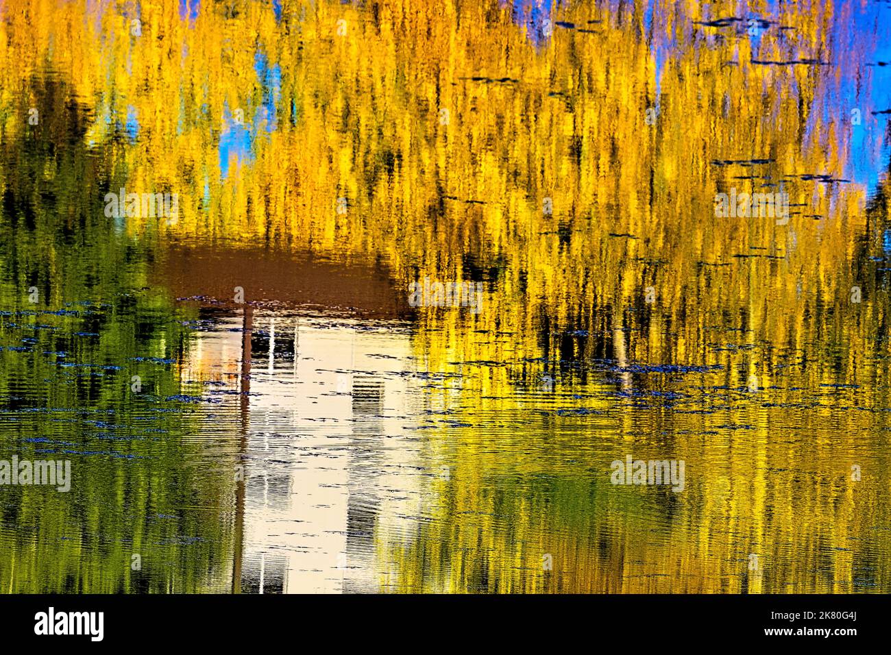 A horizontal image of fall colors of the deciduous leaves reflecting on ...