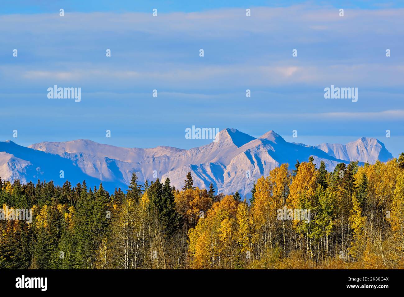 Deciduous trees hi-res stock photography and images - Alamy