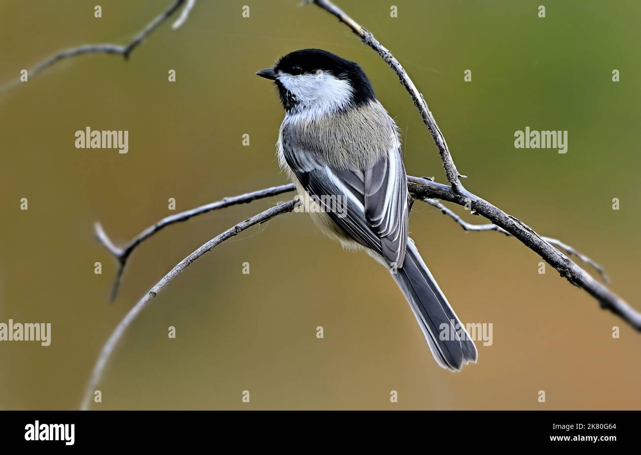 Rear view chickadee hi-res stock photography and images - Alamy