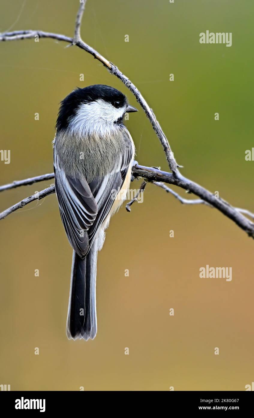 A close up vertical image of a Black-capped Chickadee "Poecile ...