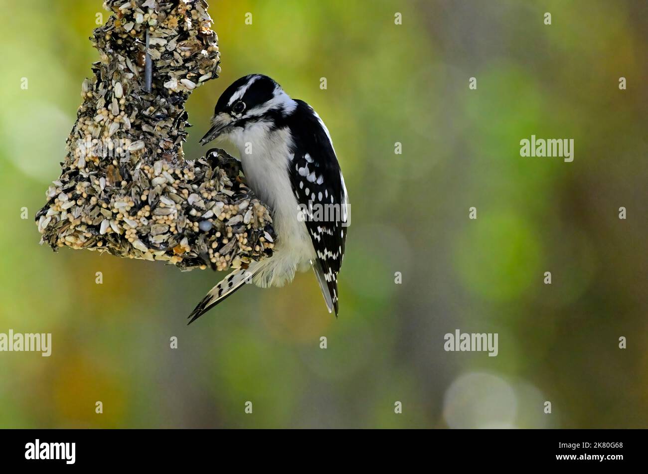 A Downey woodpecker " Picoides pubescens", pecking on a hanging bird ...