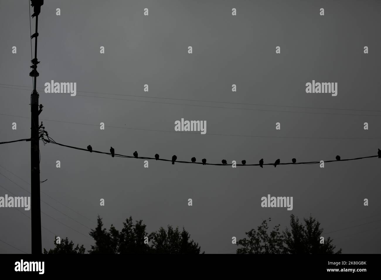 Pigeons on wire on grey day. Birds sit on cord. Grey sky. Cloudy ...