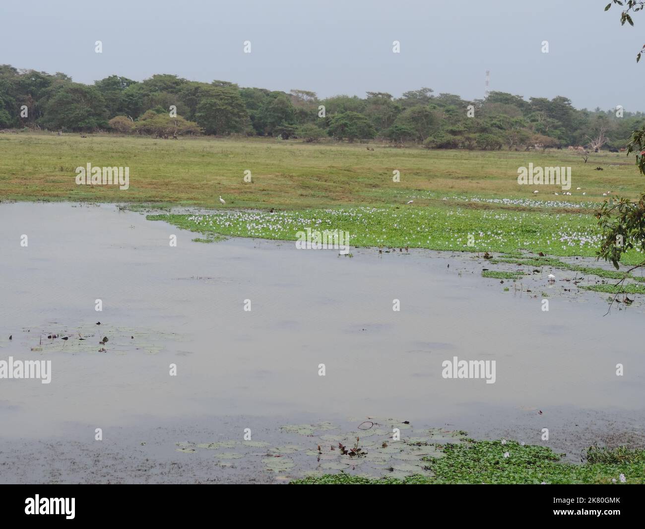 Beautiful landscape shorts in Sri Lanka Stock Photo - Alamy