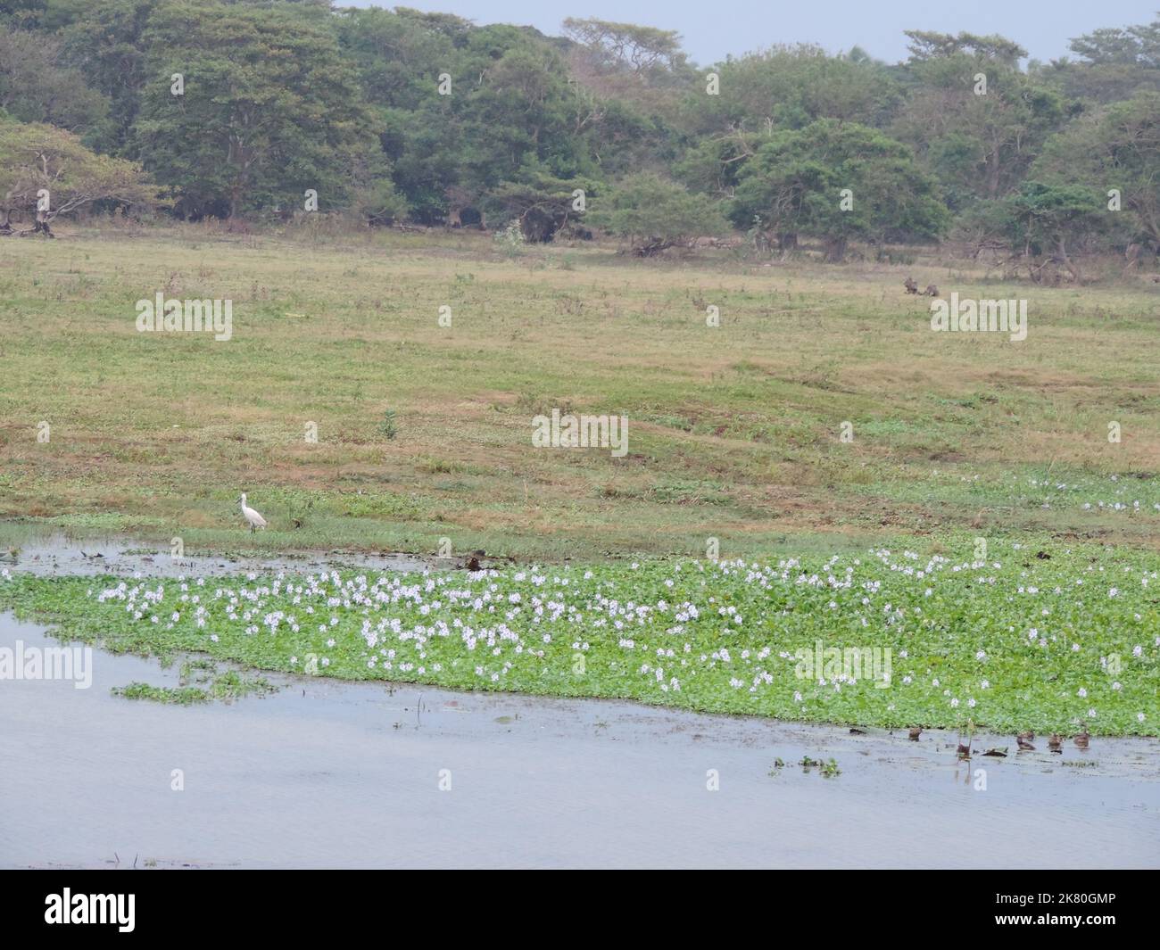 Beautiful landscape shorts in Sri Lanka Stock Photo - Alamy