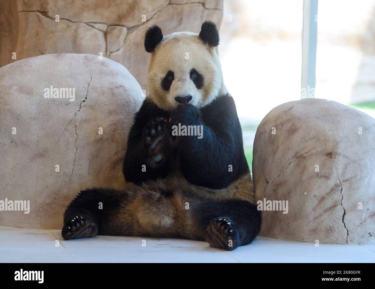 Doha, Qatar. 19th Oct, 2022. A giant panda is seen at the Panda House ...