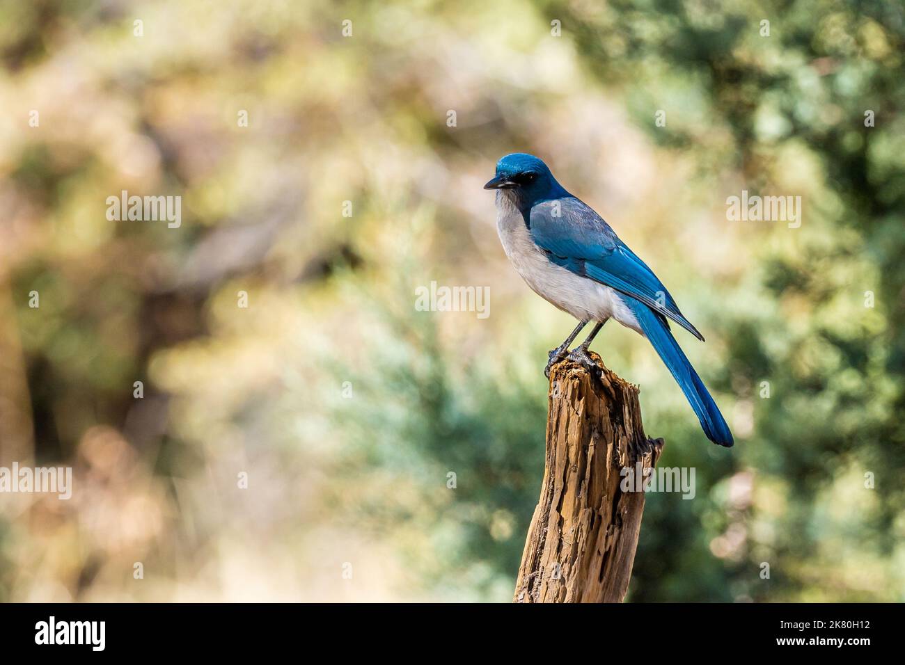 A Mexican Jay in Tucson, Arizona Stock Photo - Alamy