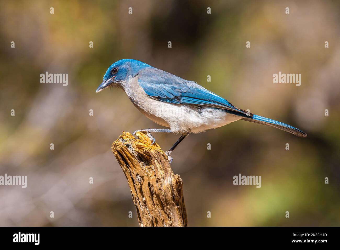 A Mexican Jay in Tucson, Arizona Stock Photo - Alamy