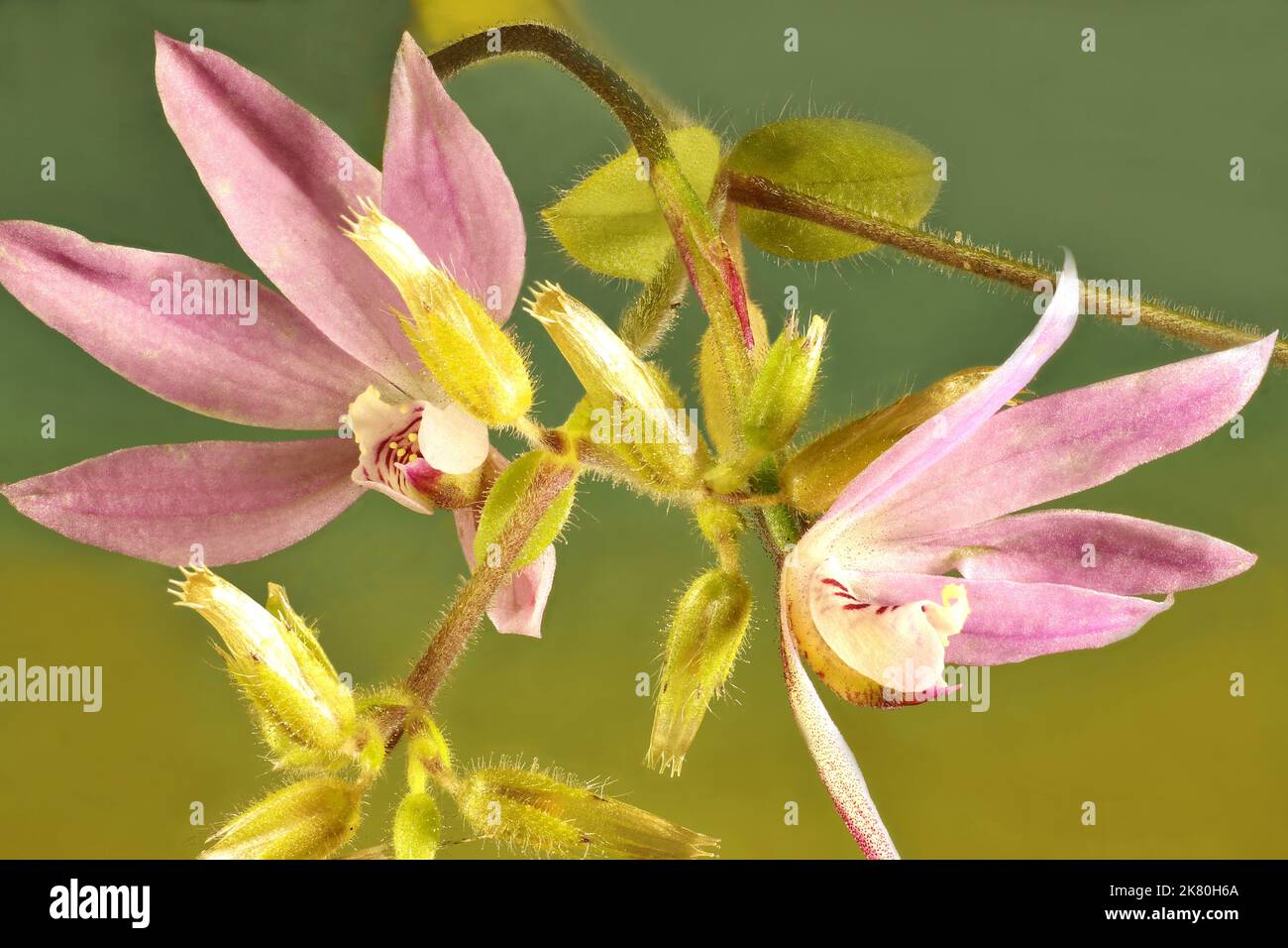 Pink Fingers orchids (Caladenia carnea) Australian native plant Stock ...