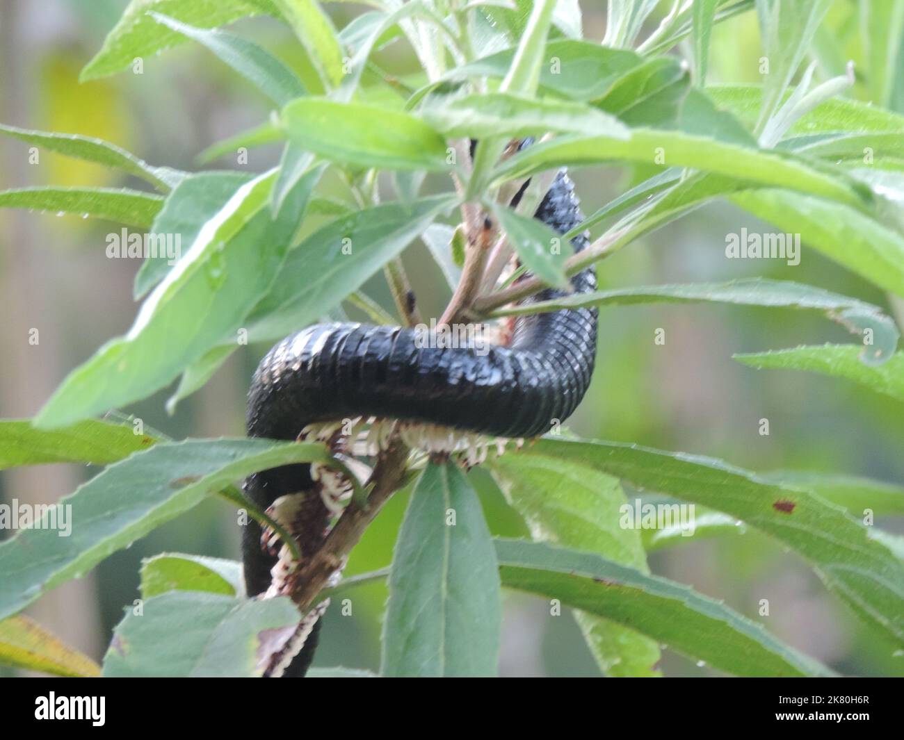 Insects in Sri Lanka, Visit Sri Lanka Stock Photo - Alamy