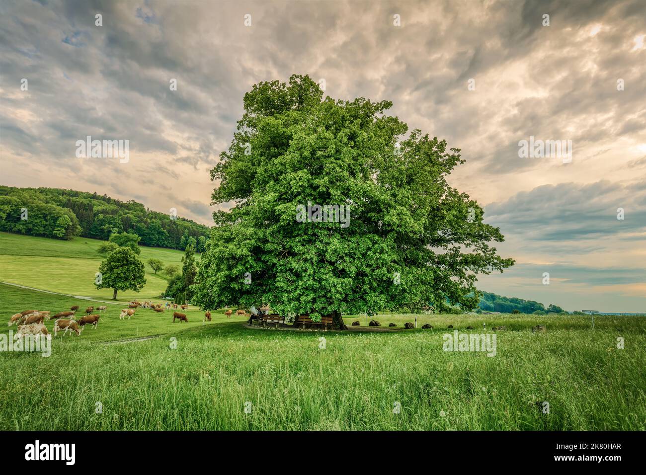 Amazing old linden tree under spectacular sky in linn, switzerland ...