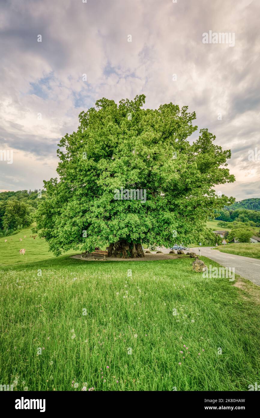 Amazing old linden tree under spectacular sky in linn, switzerland ...