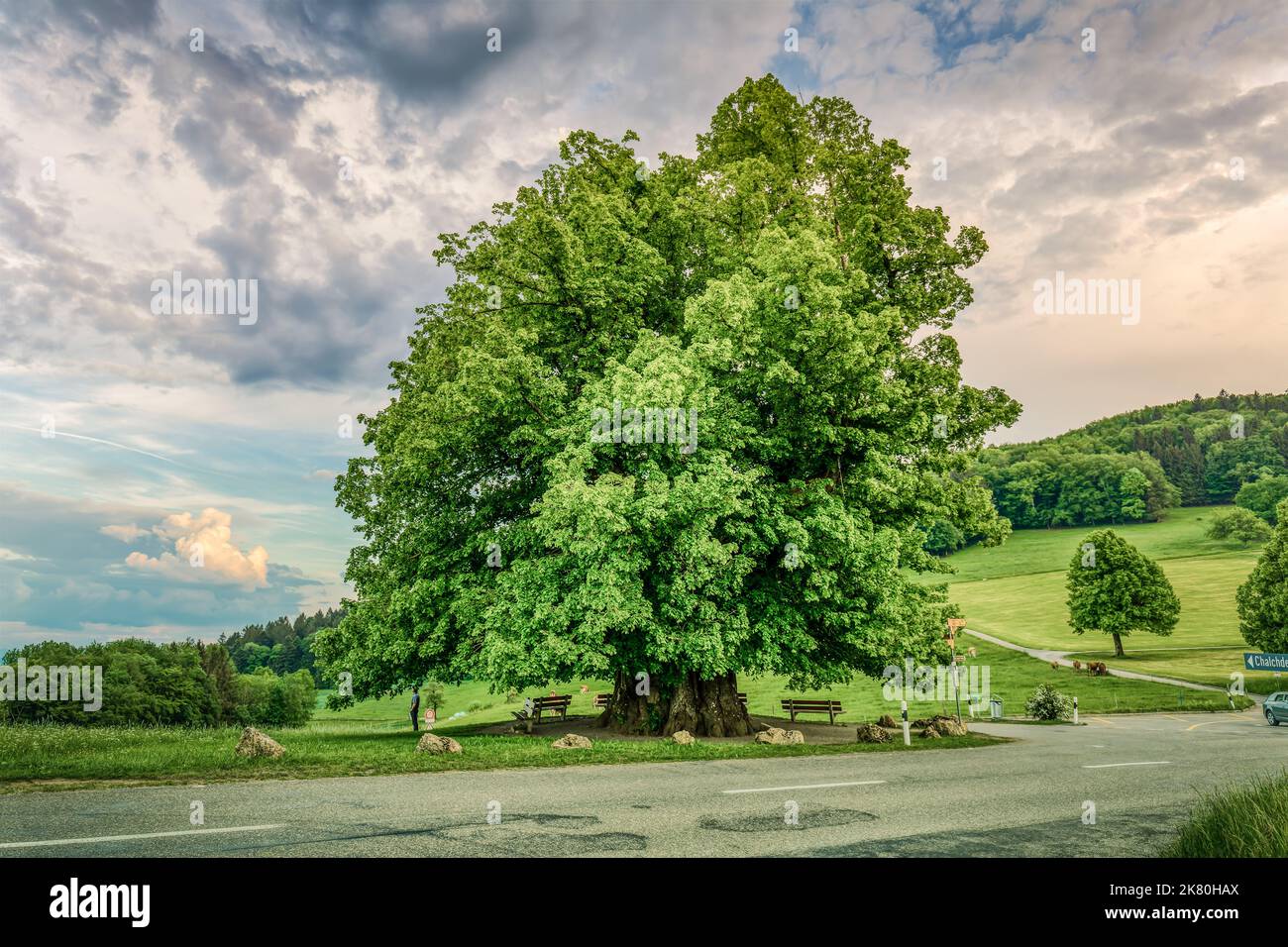 Amazing old linden tree under spectacular sky in linn, switzerland ...