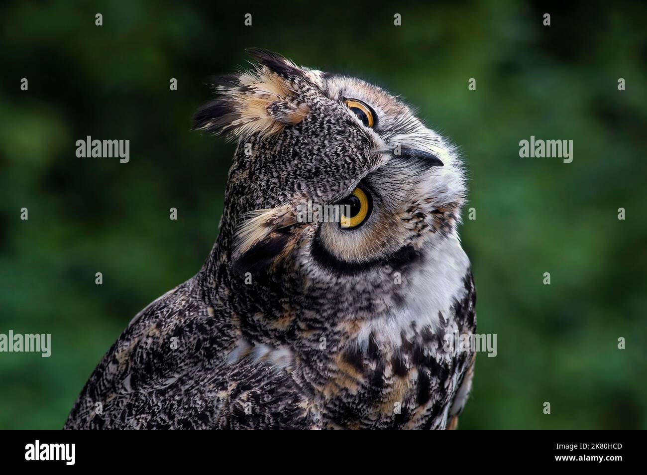 Tilted owl hi-res stock photography and images - Alamy