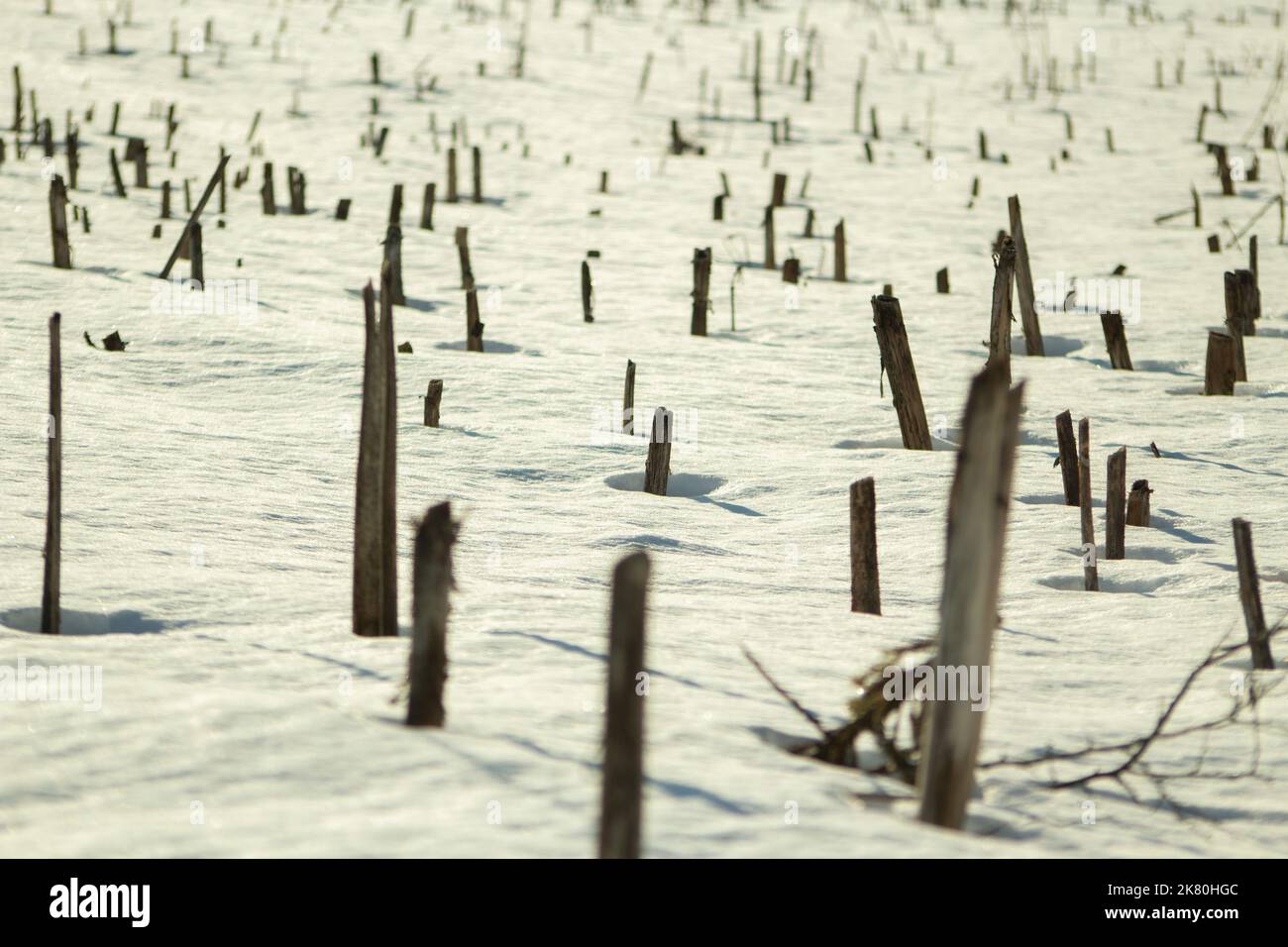 Dry plants and snow. Details of nature in winter. Mowed weed sticks out ...