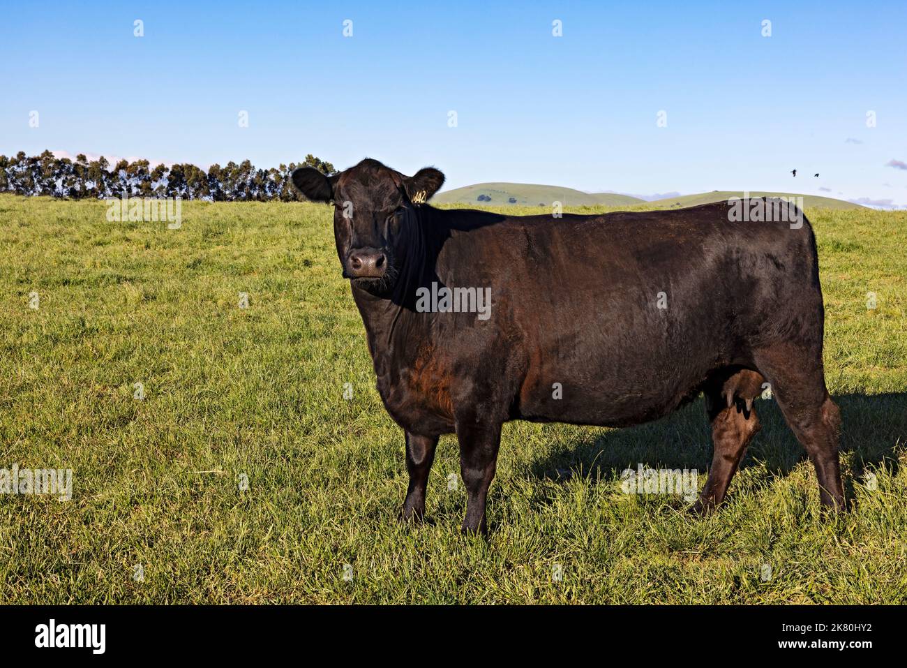 Australian lowline cow hi-res stock photography and images - Alamy