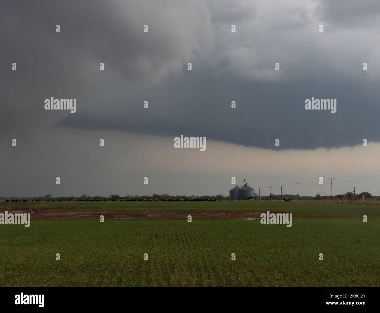Dramatic clouds over a farm with cattle and an agricultural field in ...