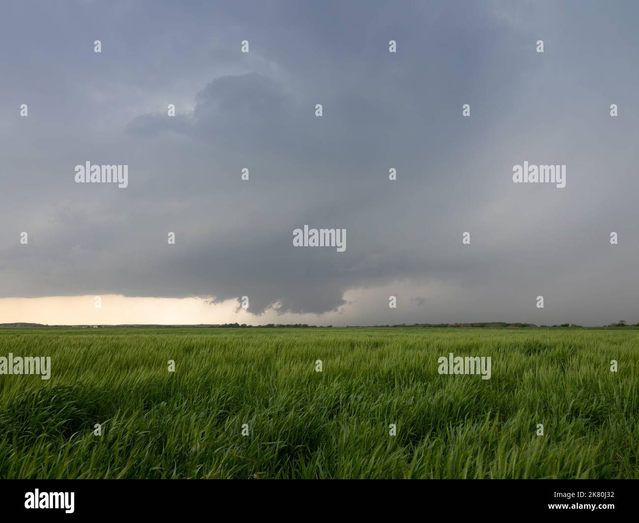 Light gray storm clouds over an agricultural grain field with light ...