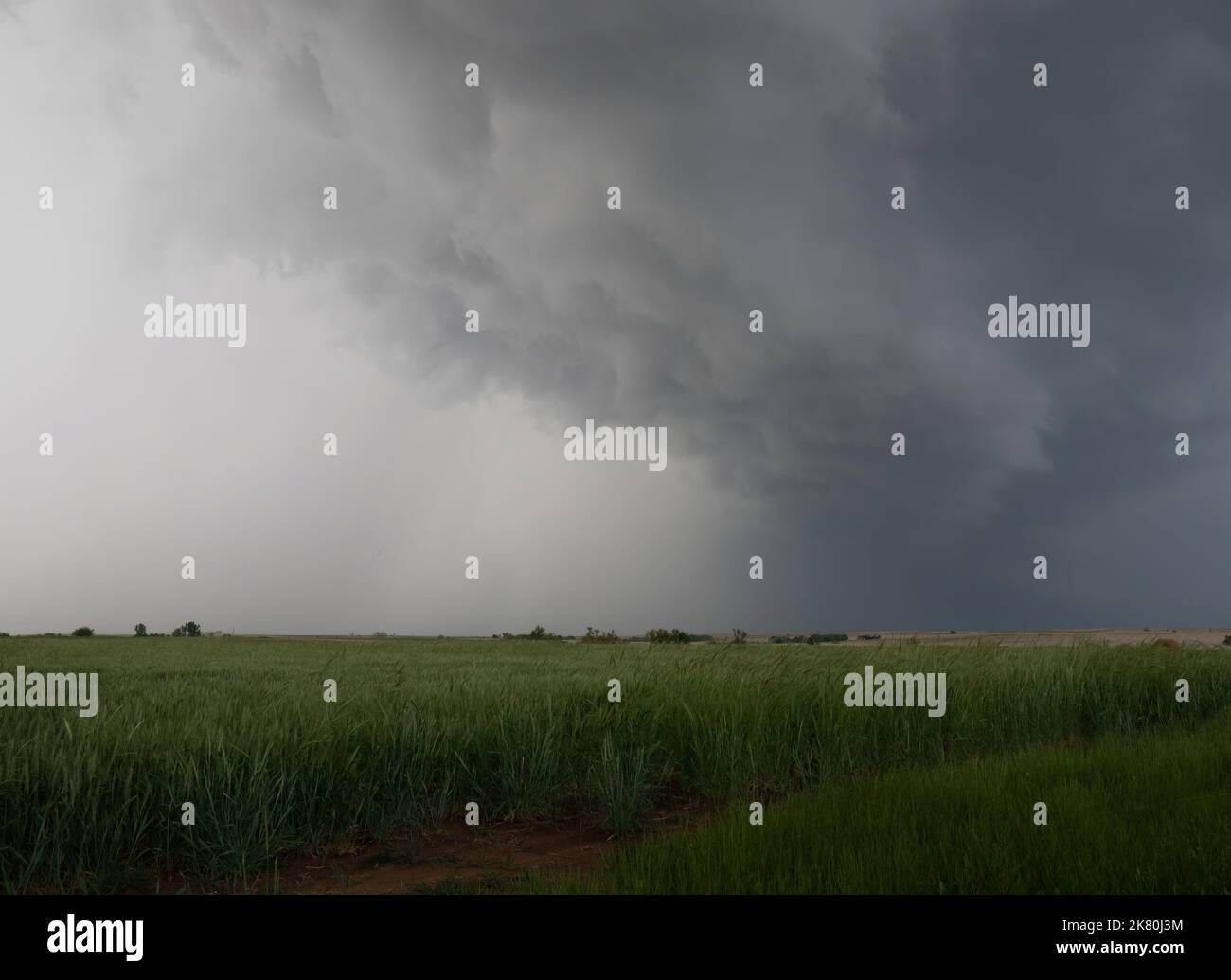 Wall of dramatic storm clouds over a farm with summer grain crop in ...
