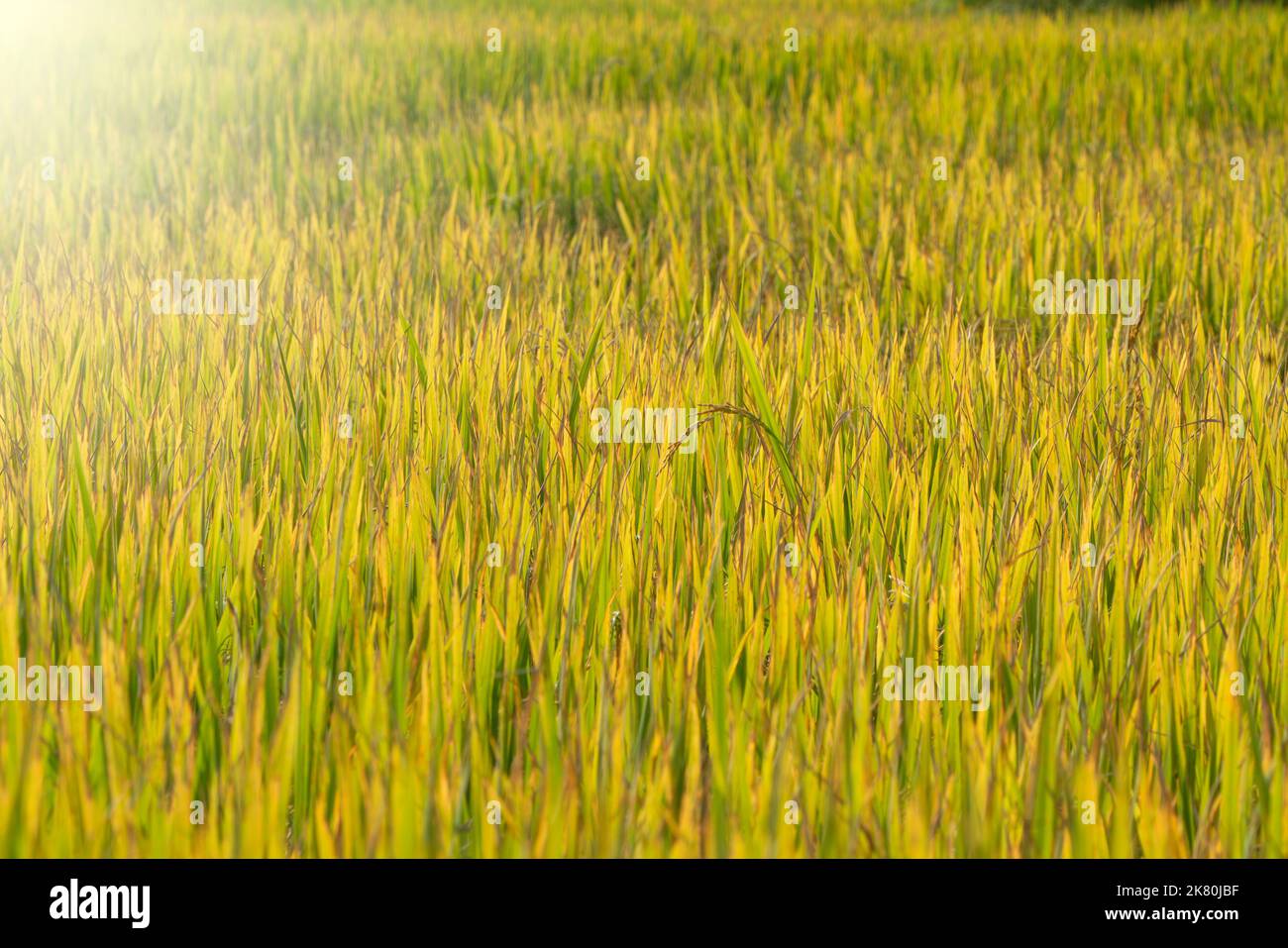 Rice sprouts in paddy field for nature background Stock Photo - Alamy