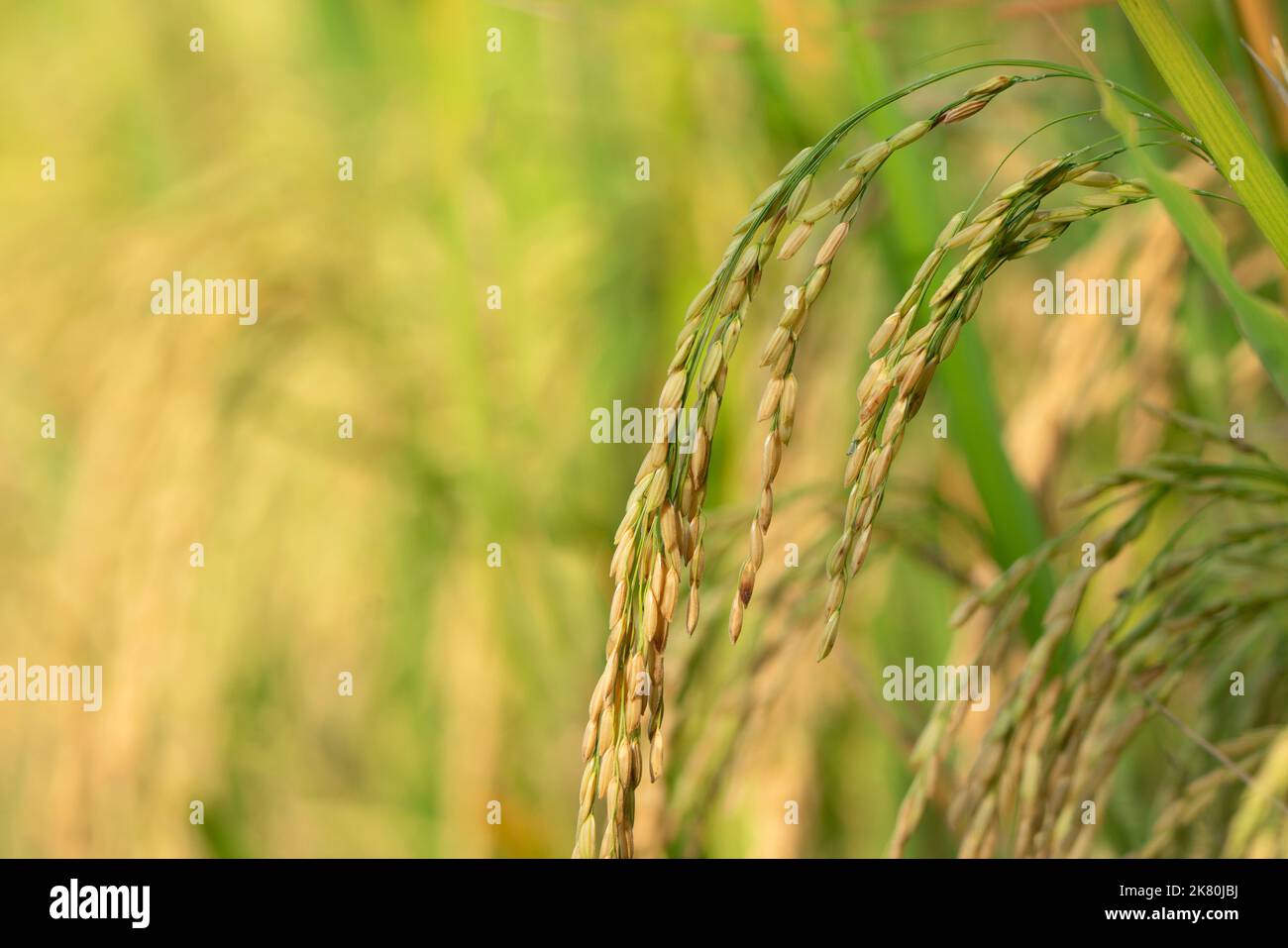 Rice sprouts in paddy field for nature background Stock Photo - Alamy