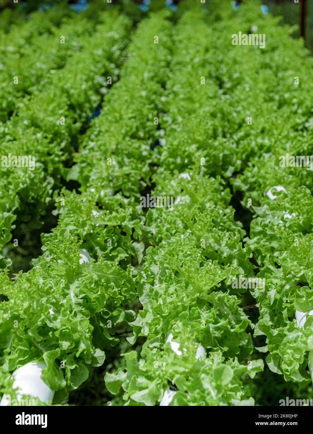 Hydroponics System growing vegetables, Salad in a garden in Thailand ...