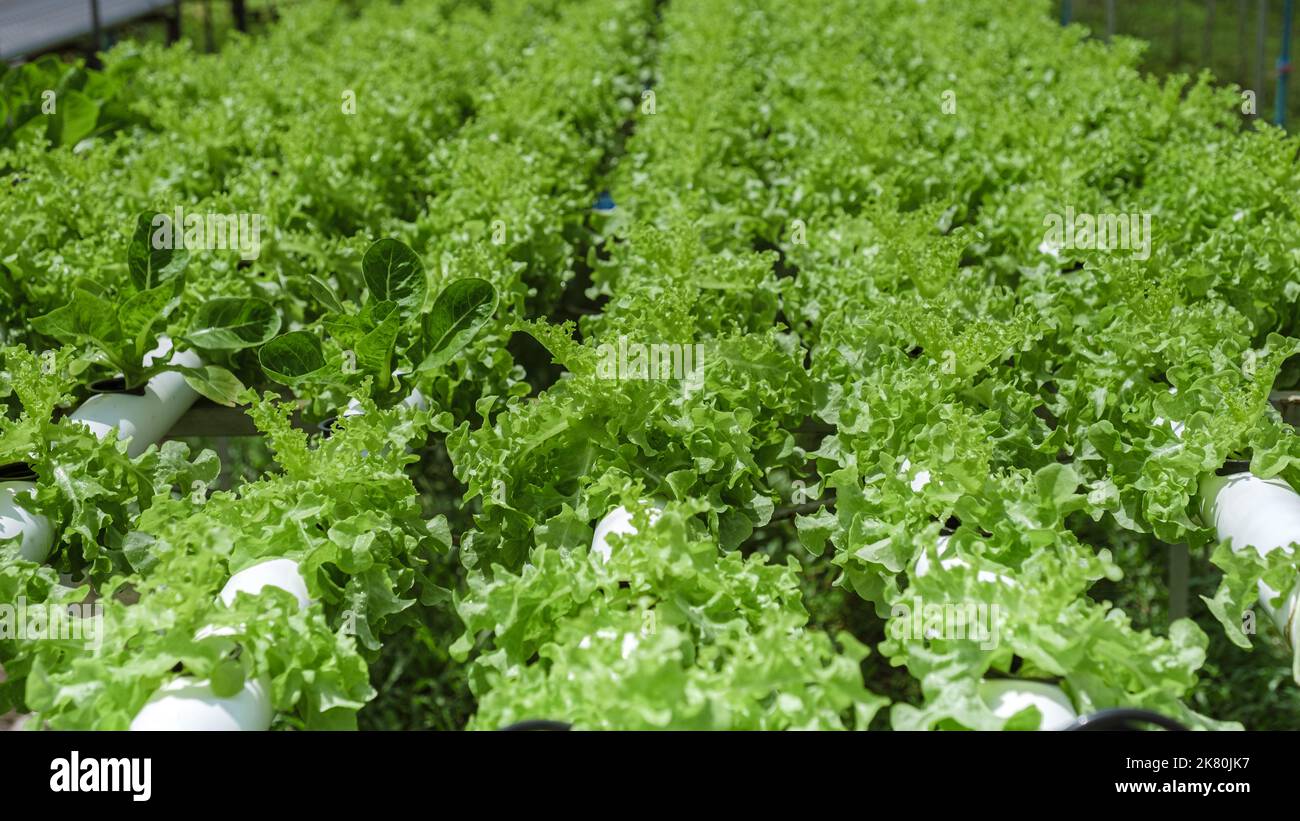 Hydroponics System growing vegetables, Salad in a garden in Thailand ...