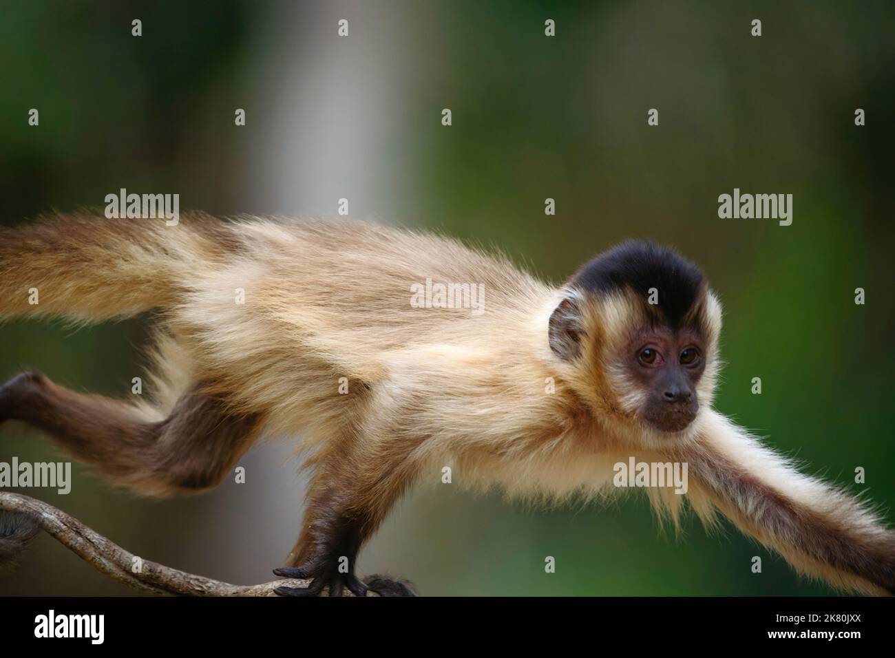 Capuchin monkey running along a jungle vine Stock Photo - Alamy