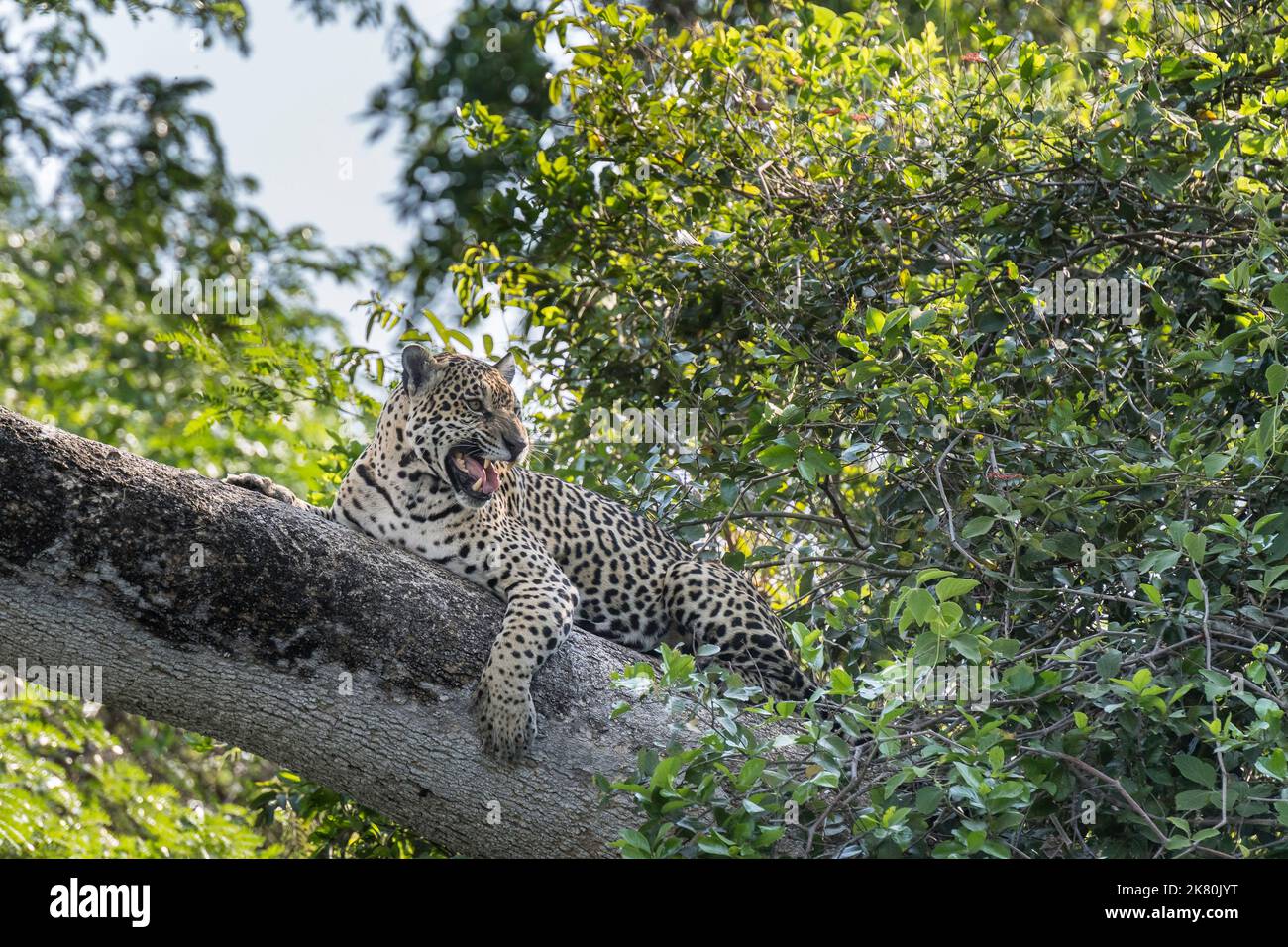 Animal snarling tree hi-res stock photography and images - Alamy