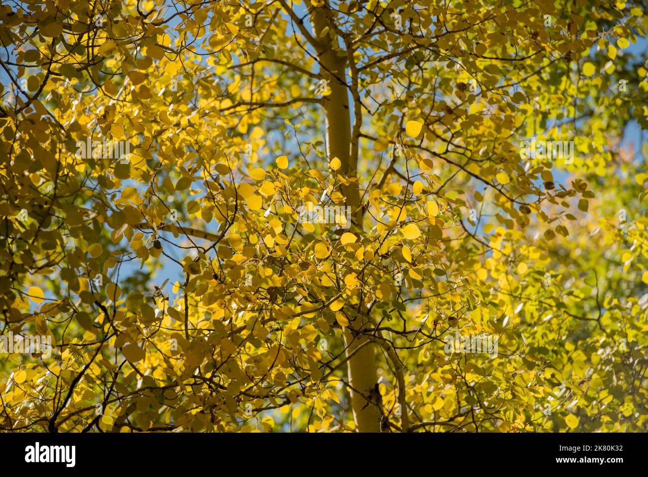 Aspen tree in full fall color Stock Photo - Alamy