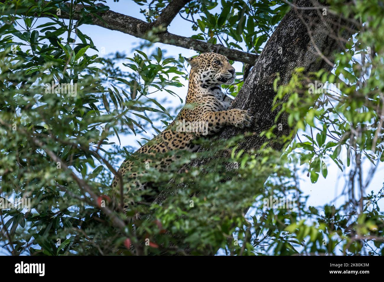 Jaguar Climbing Up A Tree