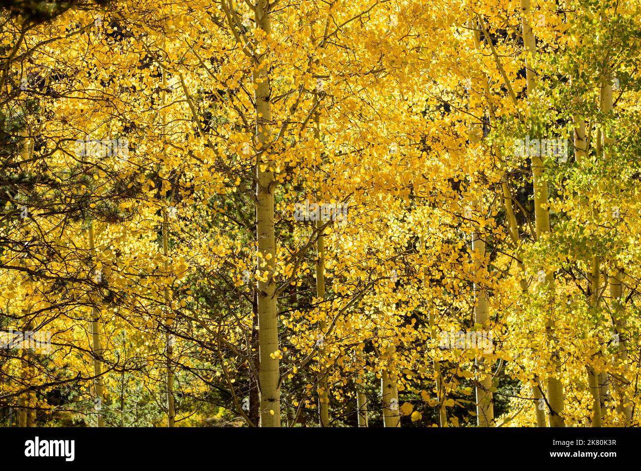 Autumn forest full golden hi-res stock photography and images - Alamy