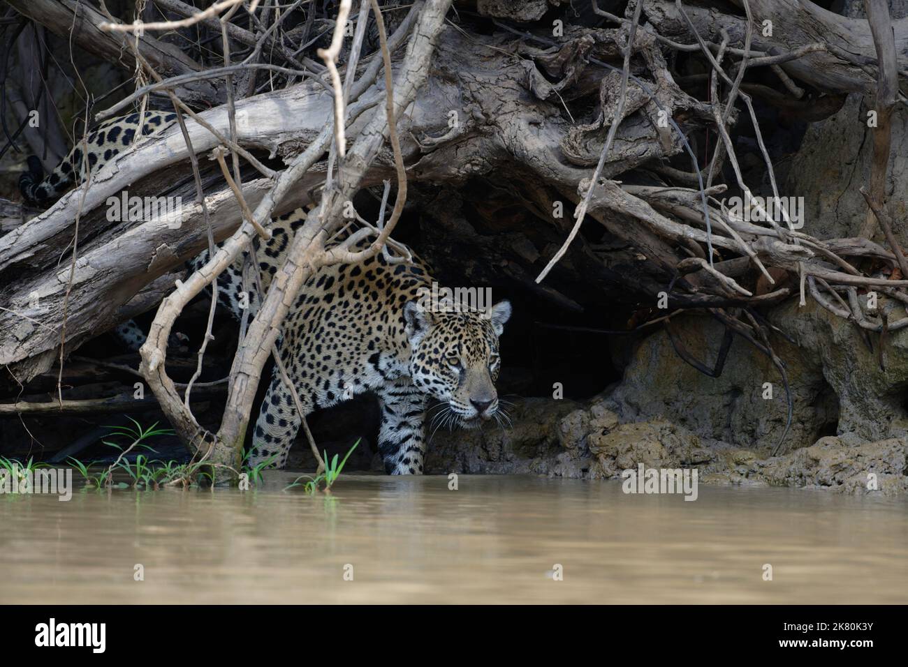 Jaguar emerging from beneath a fallen tree after exiting a riverbank ...