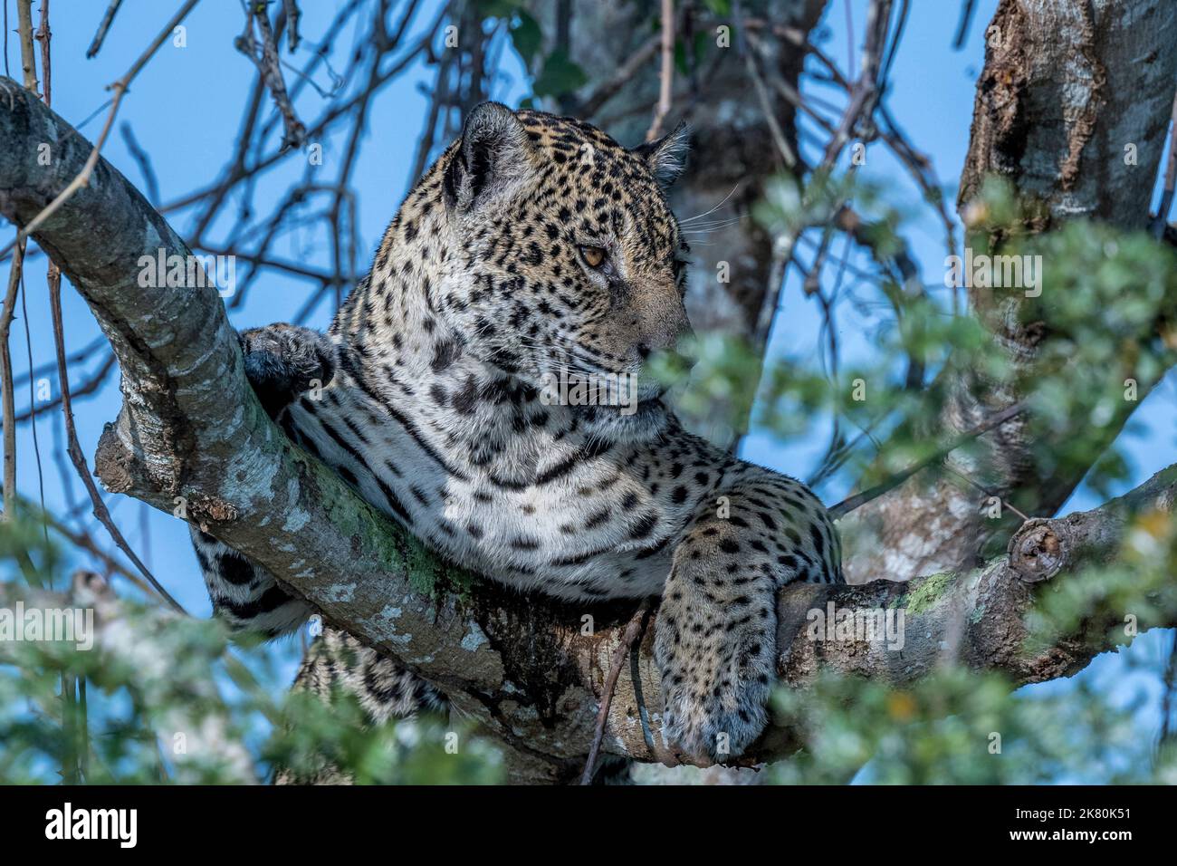 Jaguar resting hing in a tree surveying the river below Stock Photo - Alamy