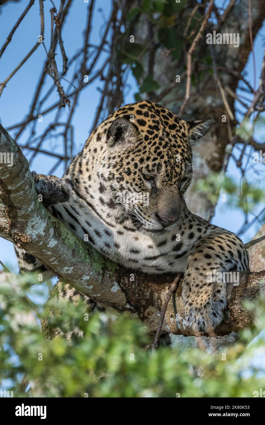 Jaguar resting hing in a tree surveying the river below Stock Photo - Alamy