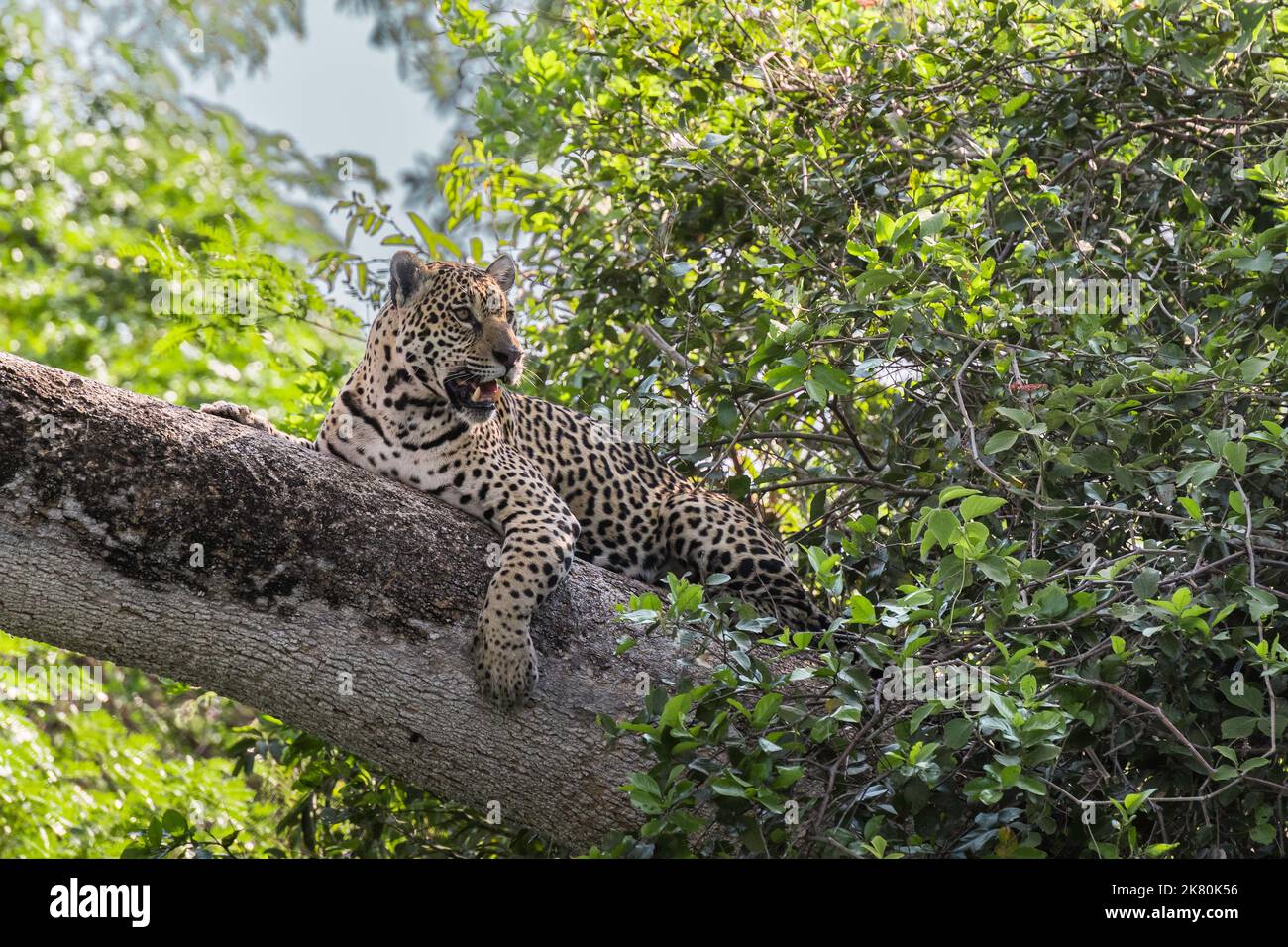 Jaguar resting on a fallen tree in the Pantanal Stock Photo - Alamy