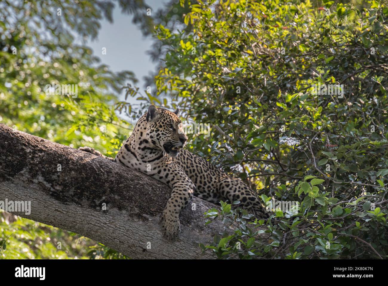 Jaguar resting on a fallen tree in the Pantanal Stock Photo - Alamy