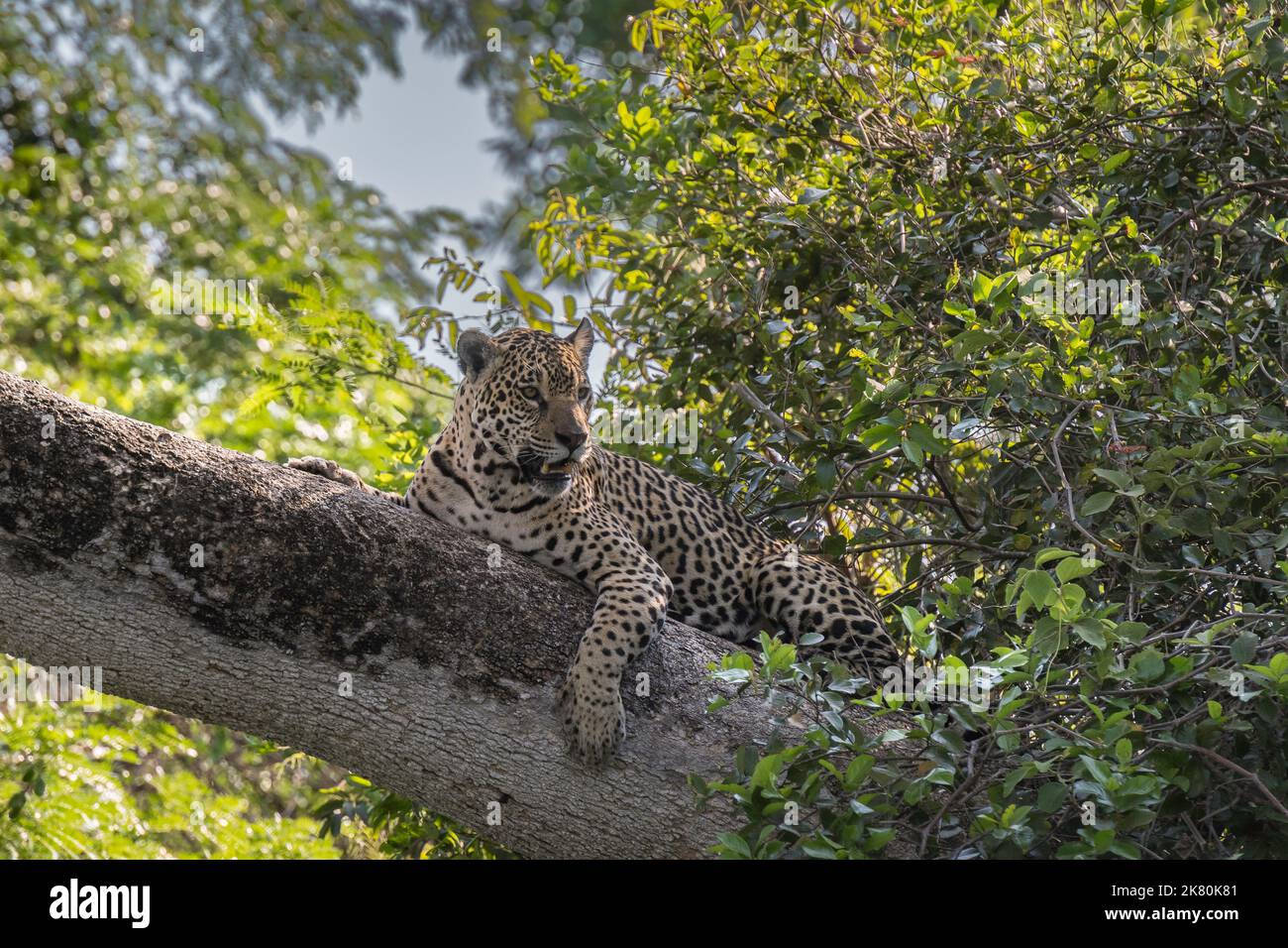 Jaguar panthera onca resting river hi-res stock photography and images ...