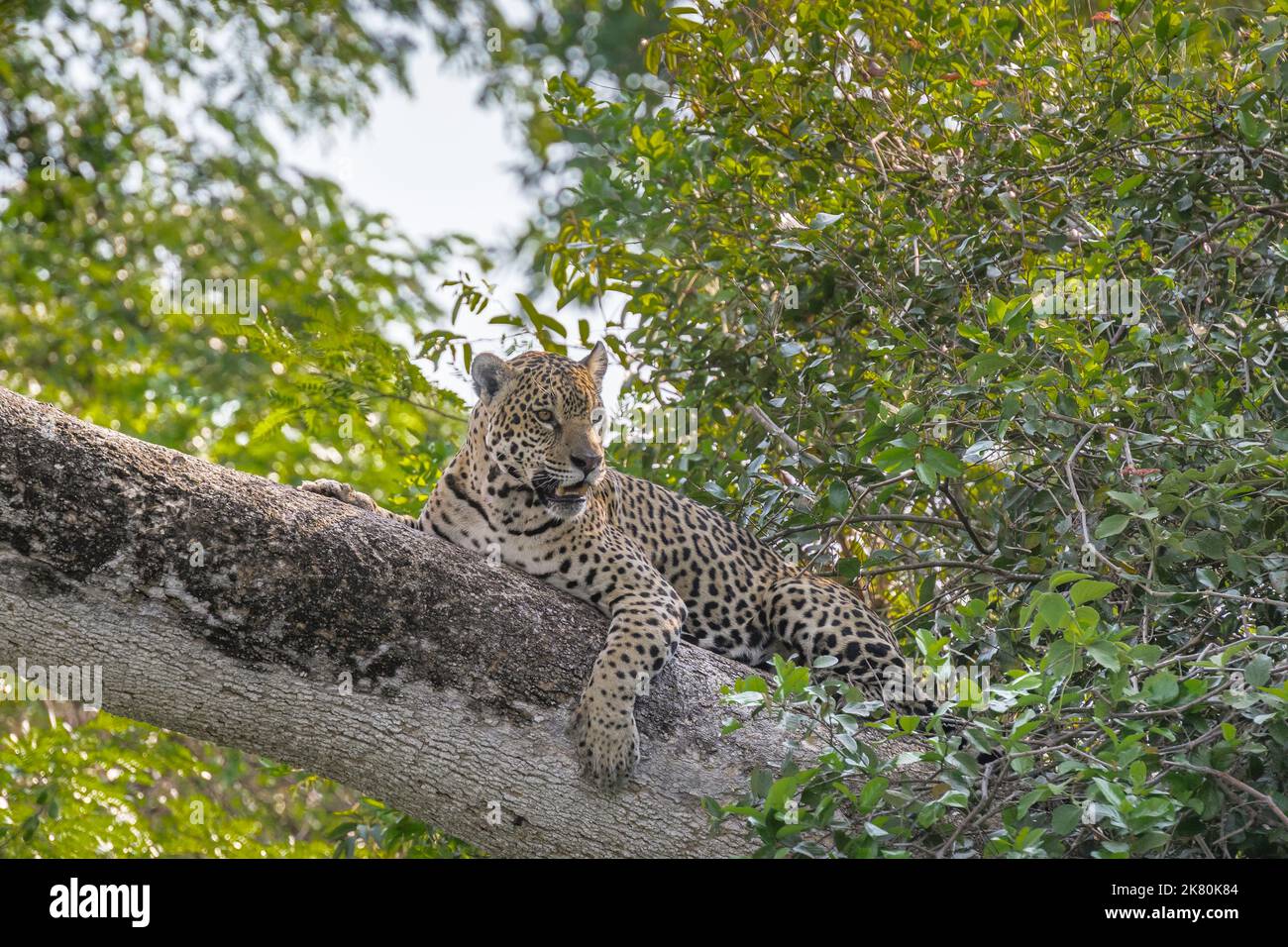 Jaguar resting on a fallen tree in the Pantanal Stock Photo - Alamy