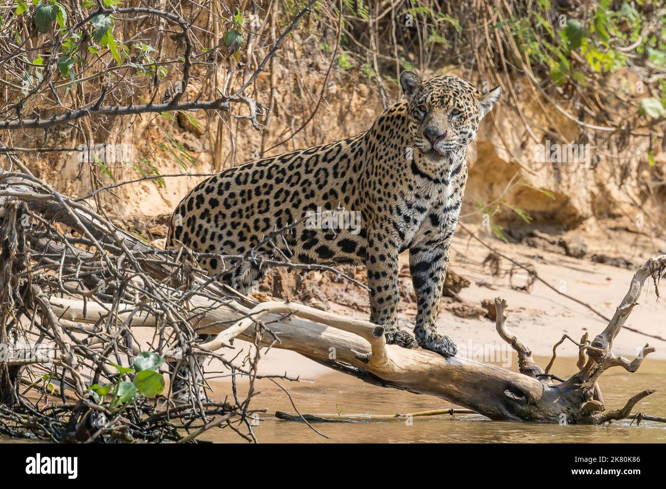 Jaguar standing on the river bank and a fallen tree- Pantanal, Brazil ...