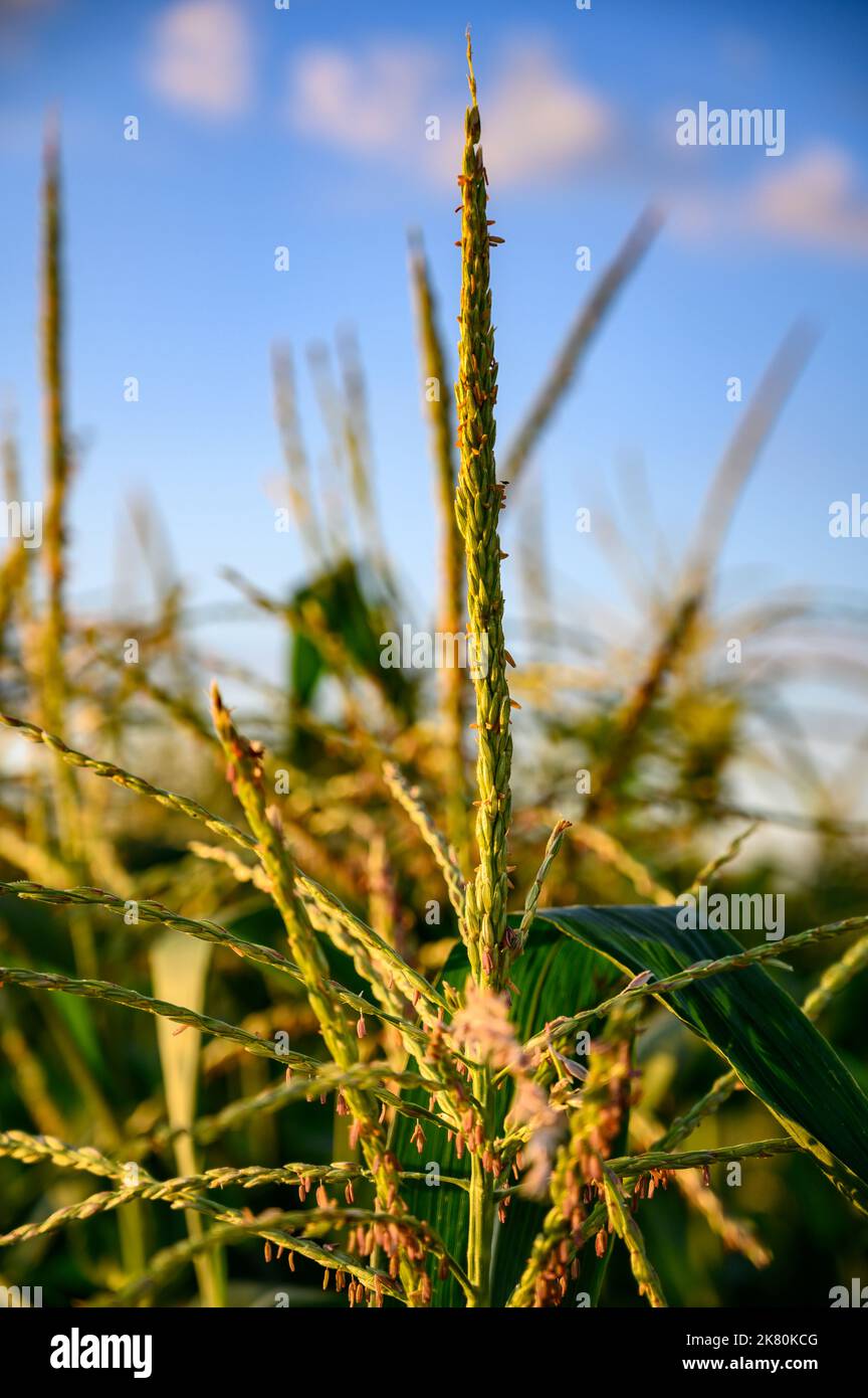 Row of sweet corn with pollen in a garden Stock Photo - Alamy