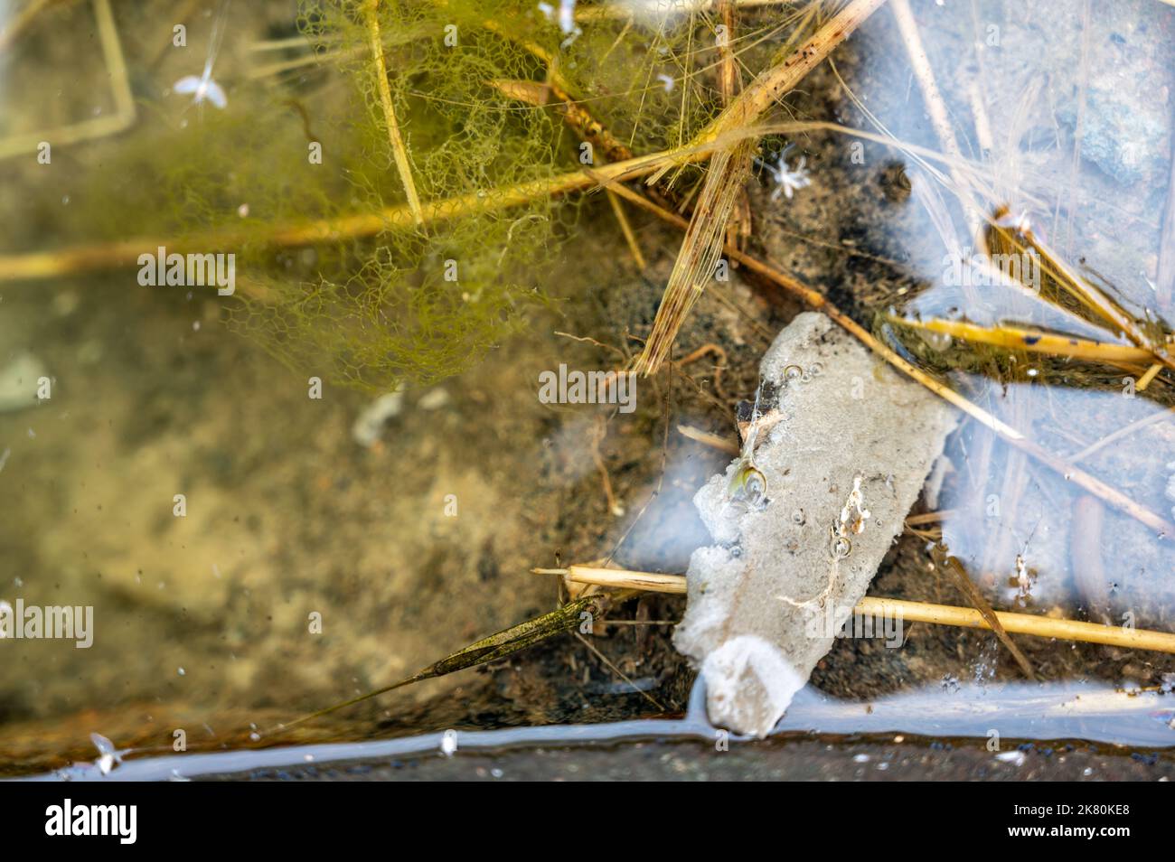 Selective focus on a section of a water scorpion insect just below the ...