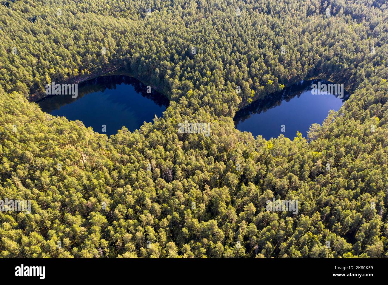 Forest face, forest eyes. Two small lakes in forest, Lithuania, aerial ...