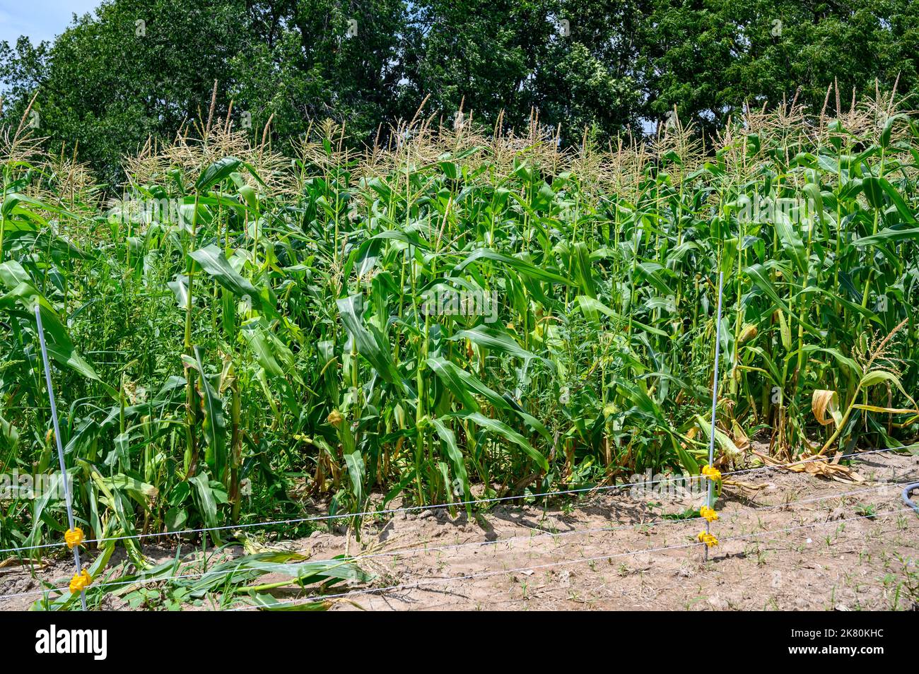 Field corn behind fence hi-res stock photography and images - Alamy